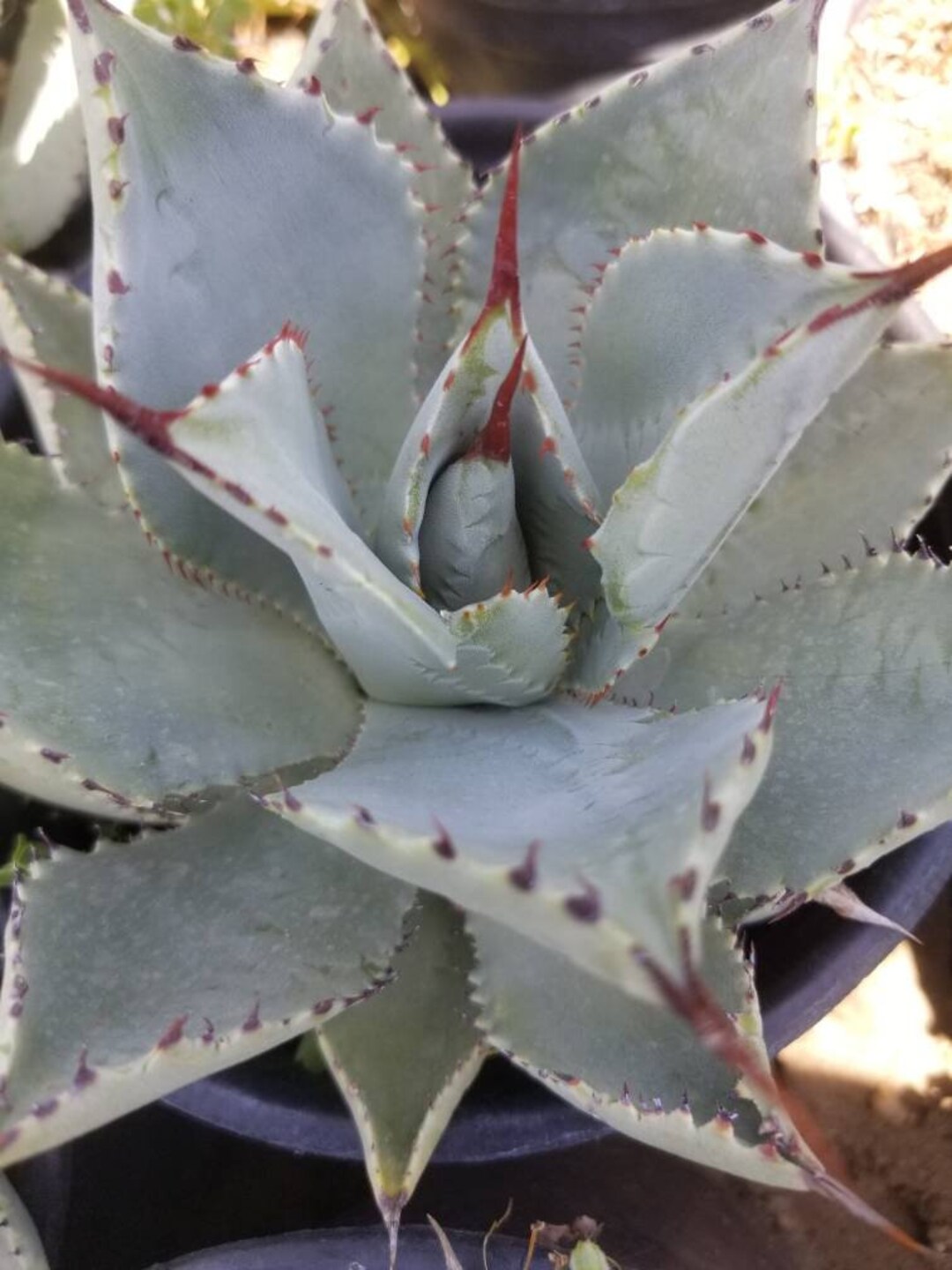 Dwarf Agave Pygmae "dragon's Toes" - Drought Tolerant Plant - Etsy