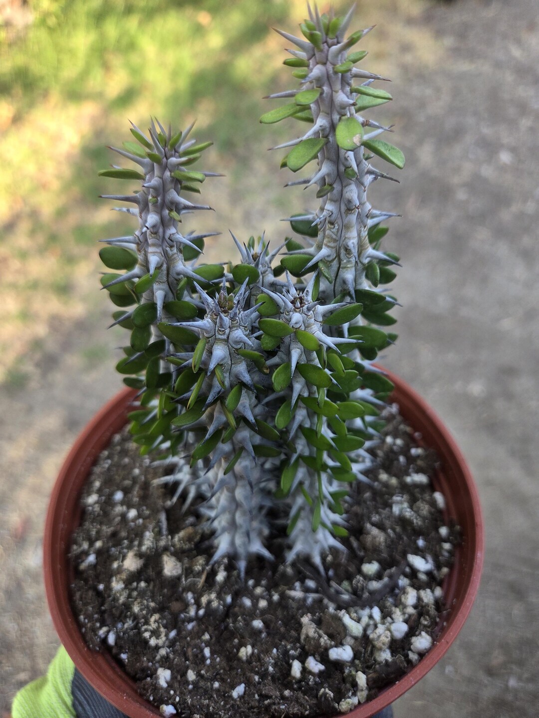 Alludia Procera Madagascar "ocotillo" Cactus (6" Pot) - Etsy
