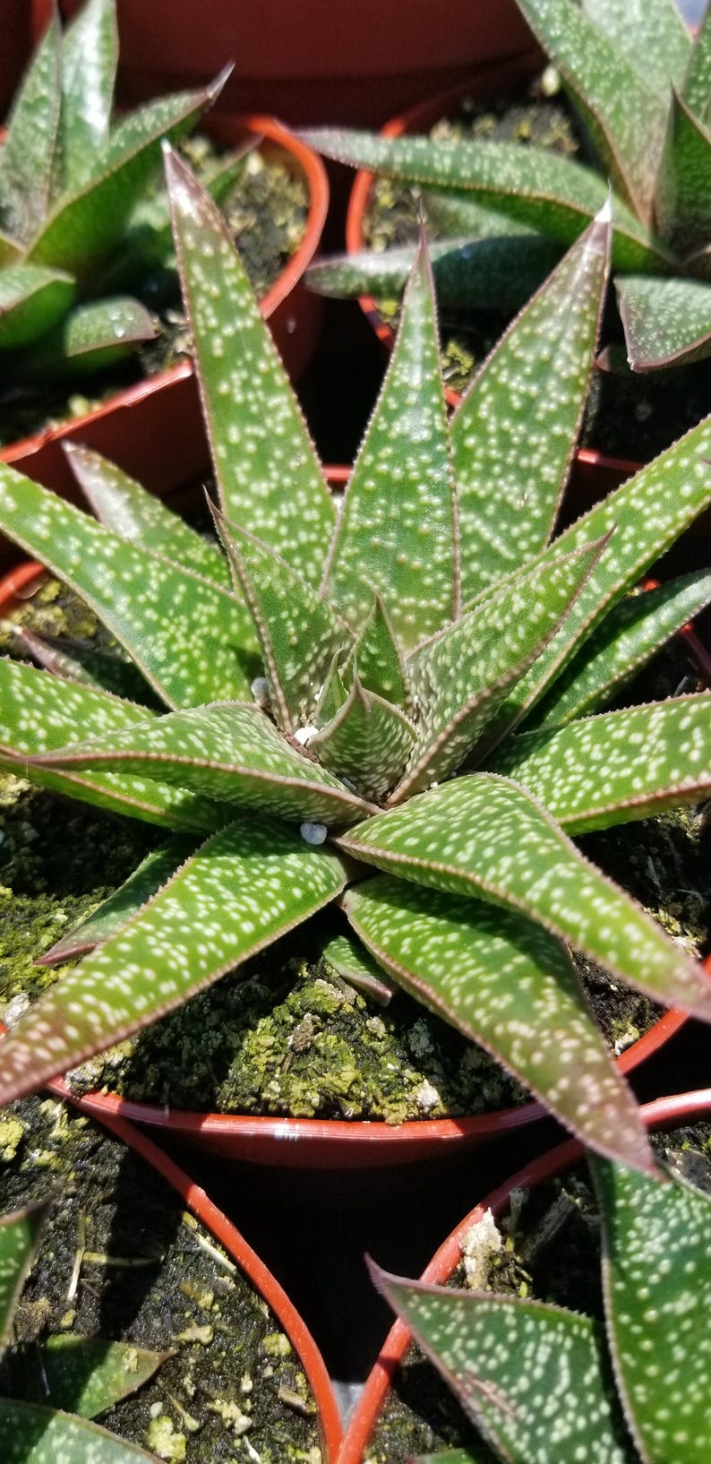 Gasteria Flow (4' Pot) Succulent Plant - Etsy