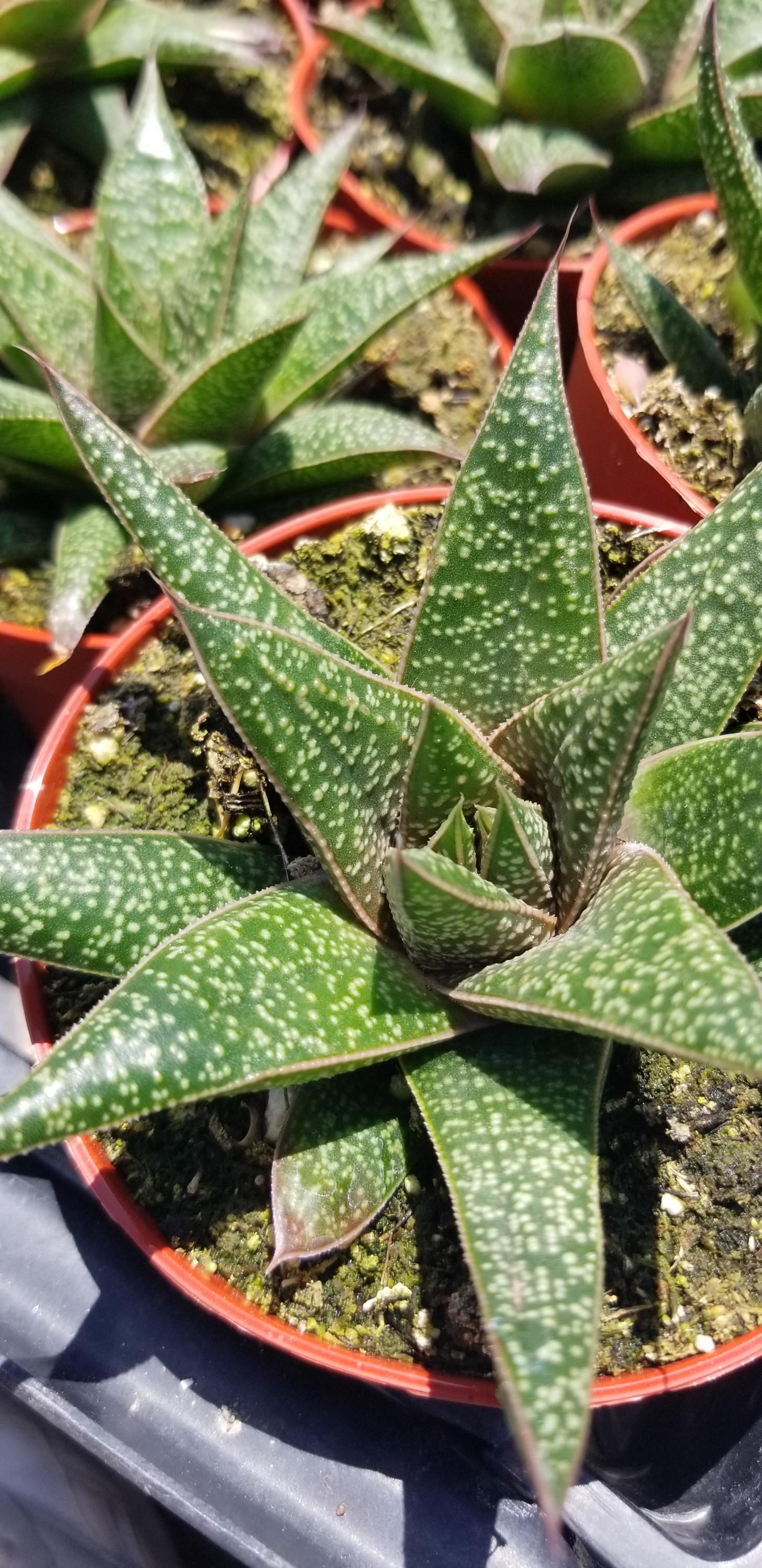 Gasteria Flow (4' Pot) Succulent Plant - Etsy
