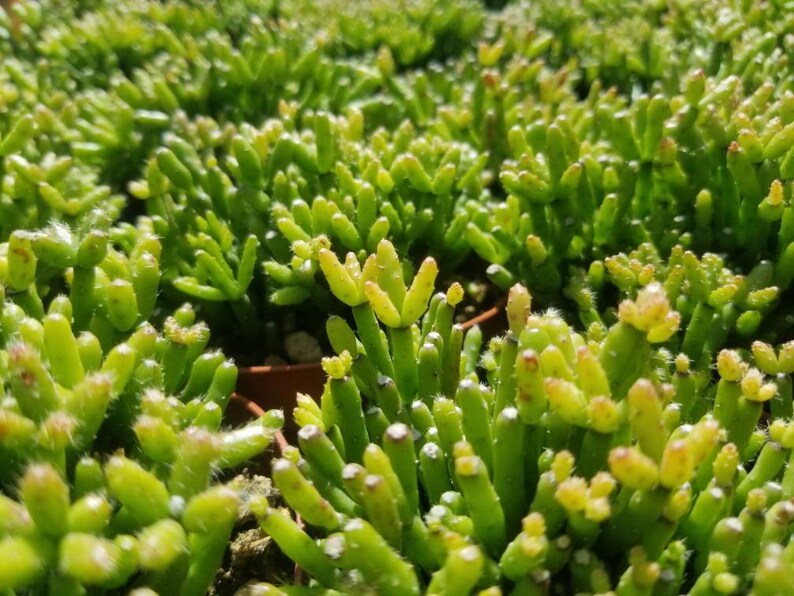 Hatiora Salicornioides Dancing Bones Cactus 4 Pot - Etsy