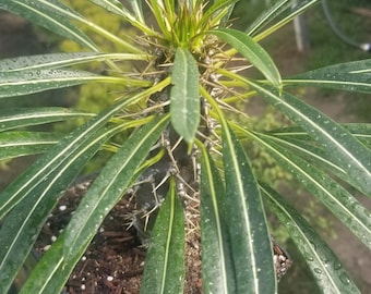 Madagascar Palm Tree Lamerei Live Plant Stem Succulent 5" Tall in in 4 ...