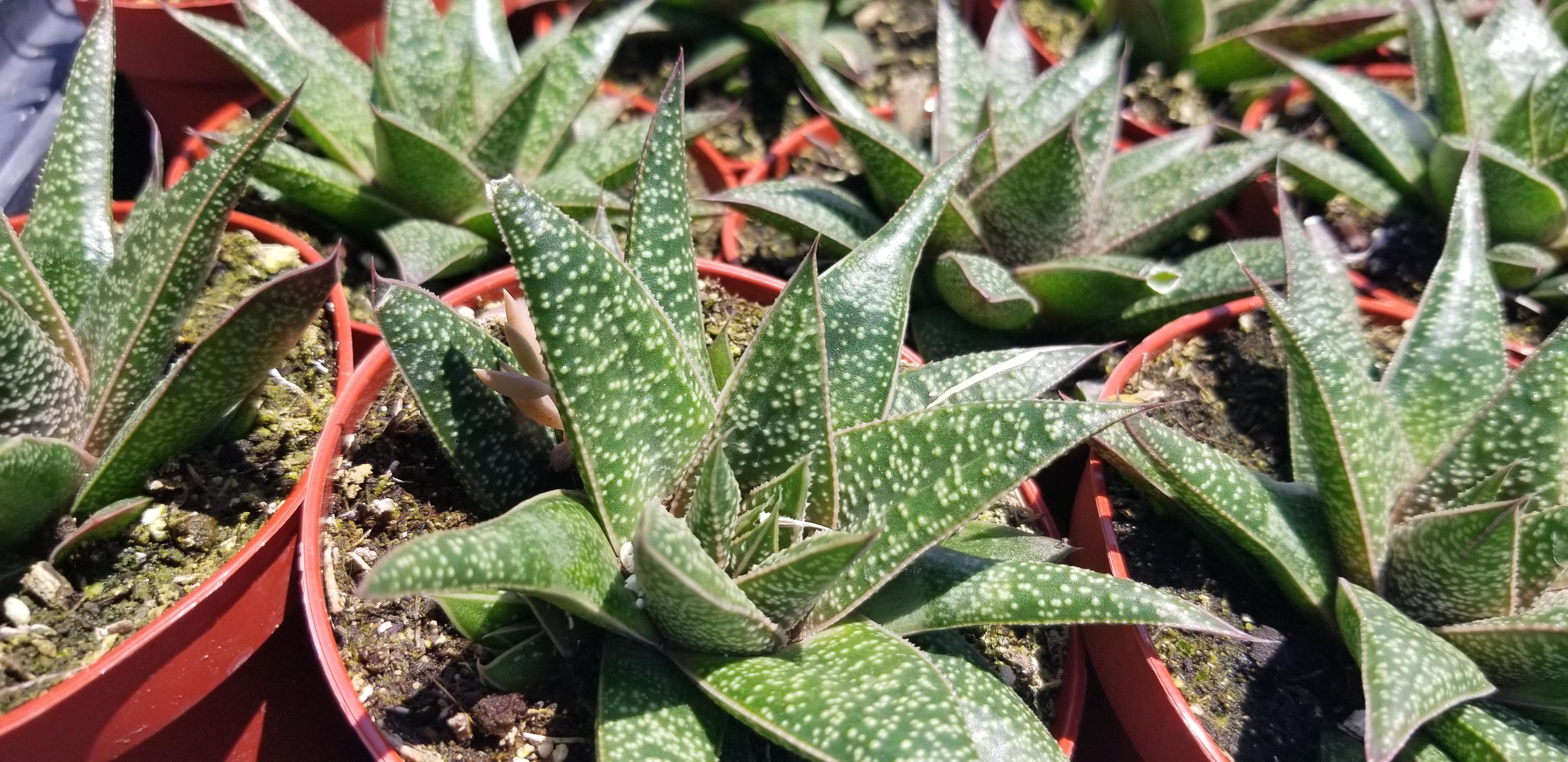 Gasteria Flow (4' Pot) Succulent Plant - Etsy