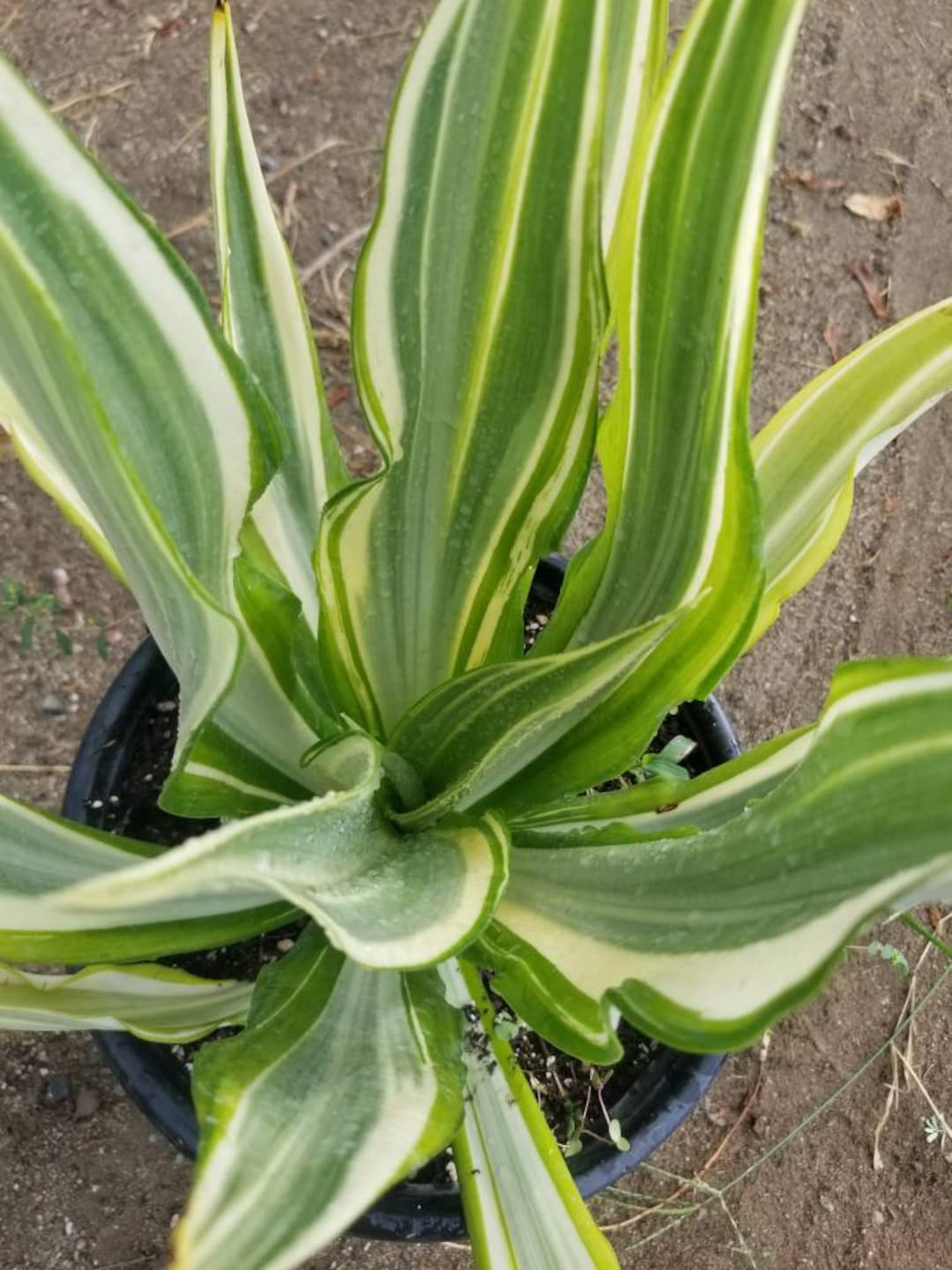 Furcraea Watsonia Variegated "false Agave Variegated" (5 Gal. Pot) - Etsy