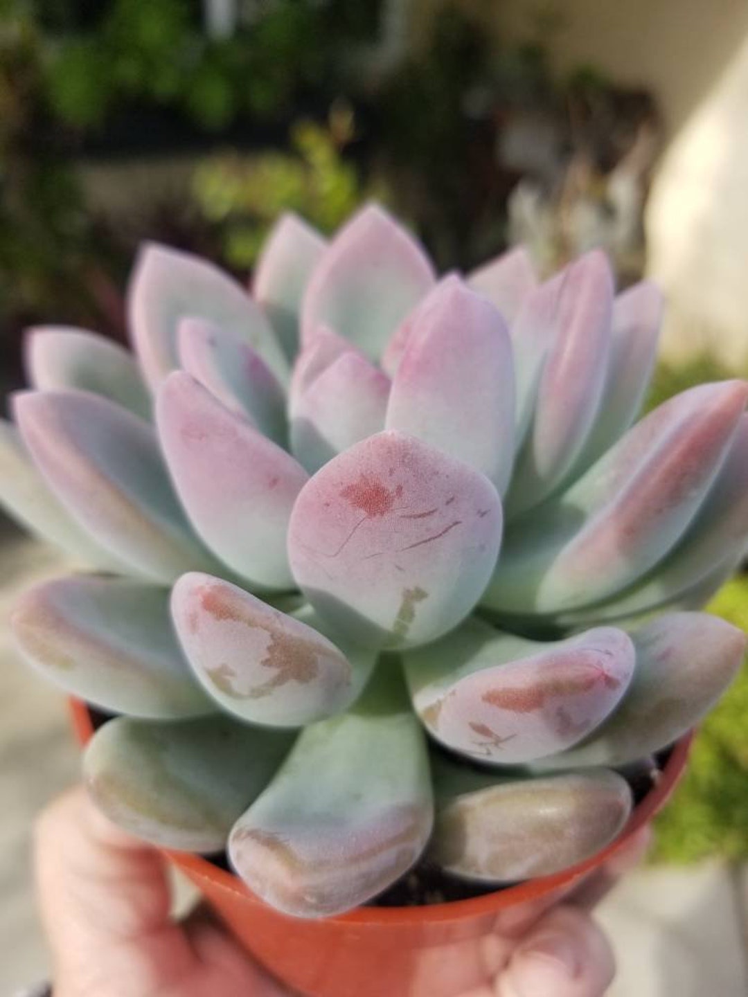 4” Graptoveria "opalina" Succulent Plant - Etsy