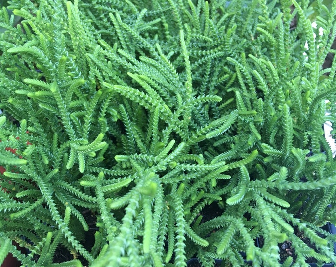 Crassula Watch Chain, Crassula Muscosa, Zipper Plant, Succulent ...