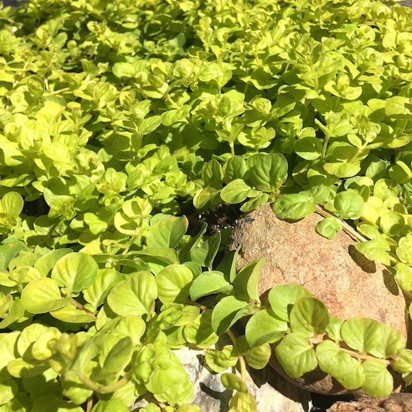 Creeping Jenny Plant - Etsy