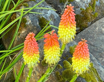 1 Plant Kniphofia Red Hot Poker. - Etsy