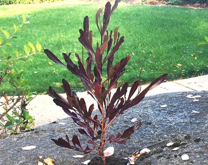 Dodonaea Viscosa ‘purpurea’, Purple Hopseed Bush, Large Shrub or Small ...