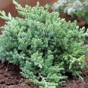 Dwarf Japanese Garden Juniper, Juniperus Procumbens ‘nana’, Bonsai ...