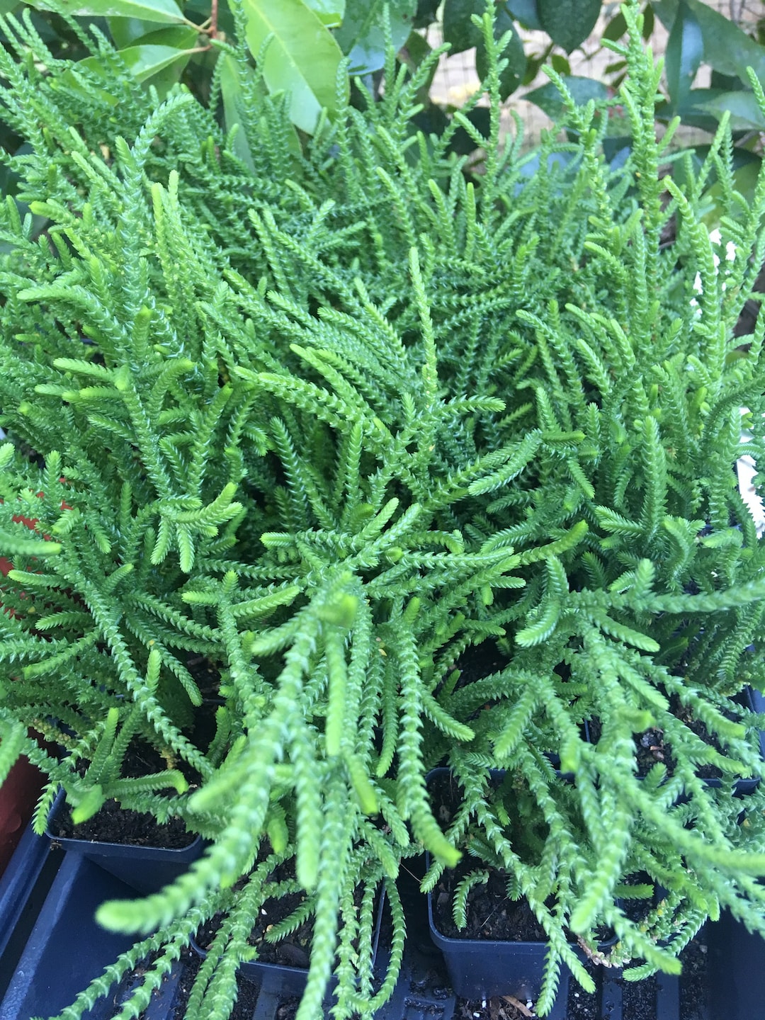 Crassula Watch Chain, Crassula Muscosa, Zipper Plant, Succulent ...