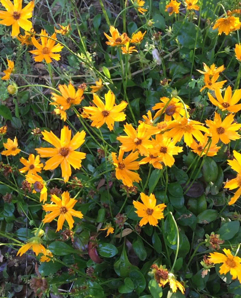 Dwarf Coreopsis Auriculata 'nana', Rare Dwarf Tickseed, Mouse-eared ...