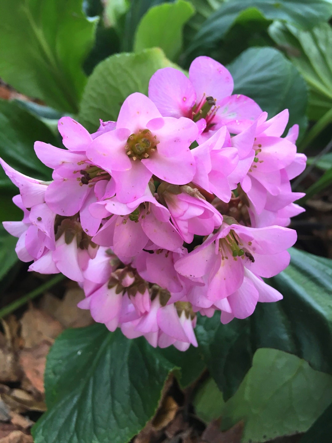 Bergenia Schmidtii, Pig Squeak, Elephants Ear, Attractive Pink Flowers ...