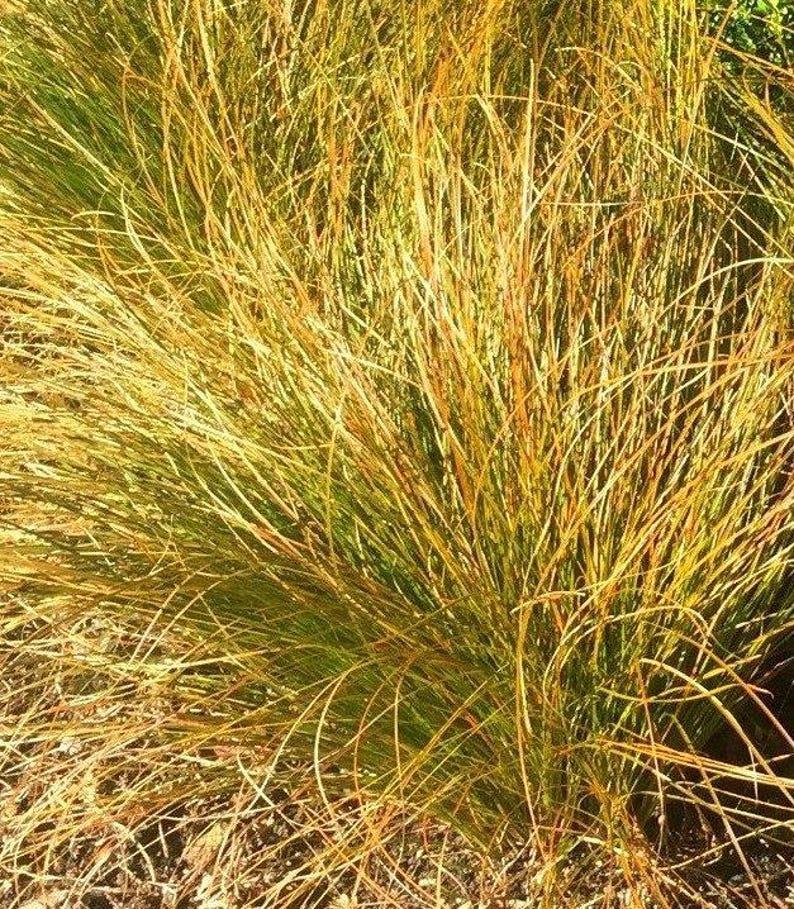 Sedge 'prairie Fire' (carex Testacea) New Zealand Orange Sedge ...