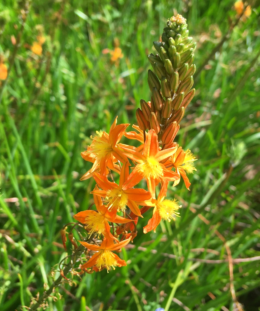 Bulbine Frutescens, Orange Stalked Bulbine, Burn Jelly Plant, Snake ...