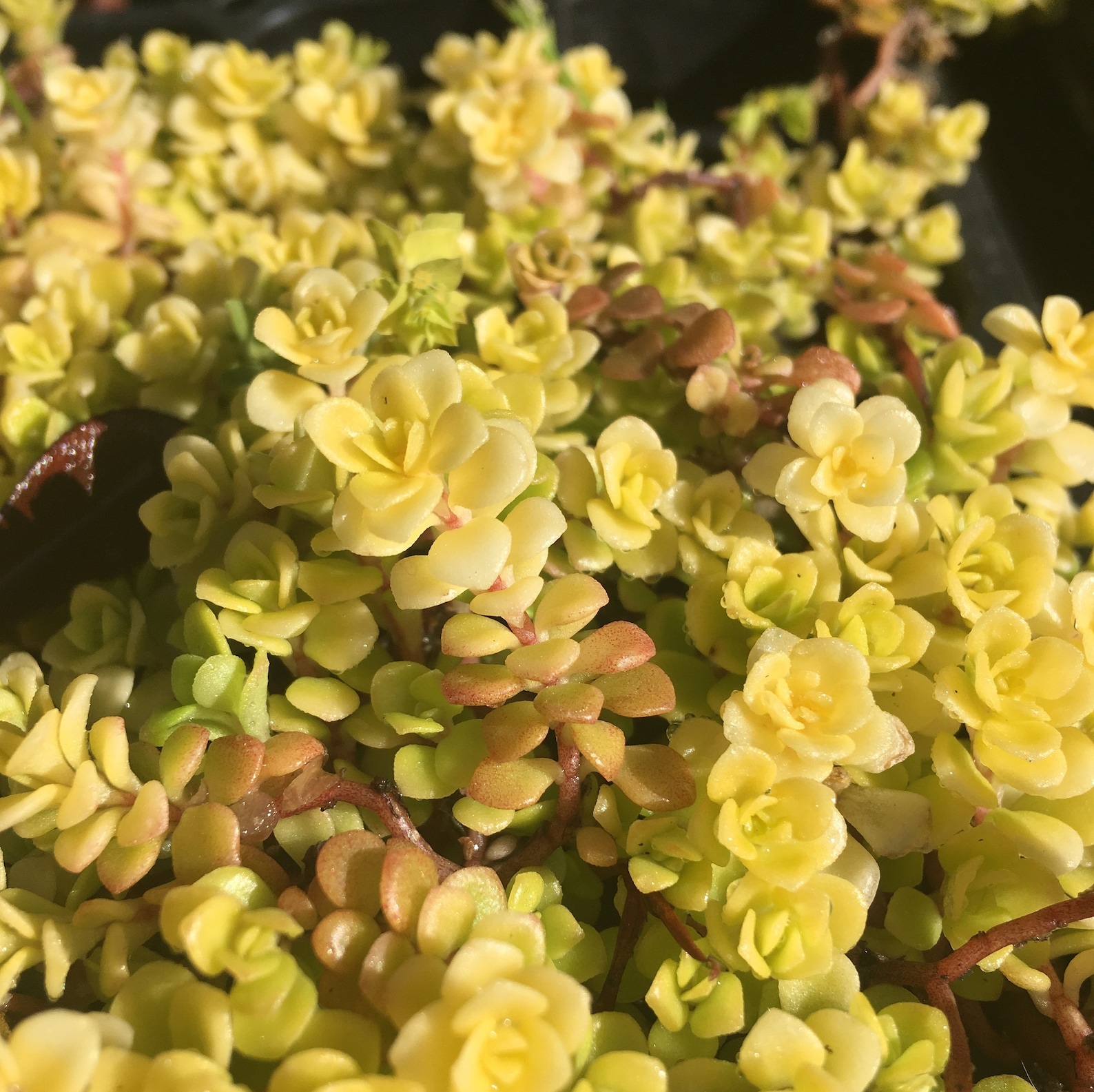 Sedum makinoi 'Ogon', Golden Japanese Stonecrop, live succulent, easy ...