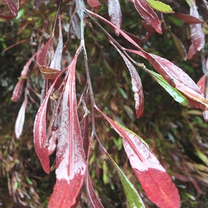 Dodonaea Viscosa ‘purpurea’, Purple Hopseed Bush, Large Shrub or Small ...