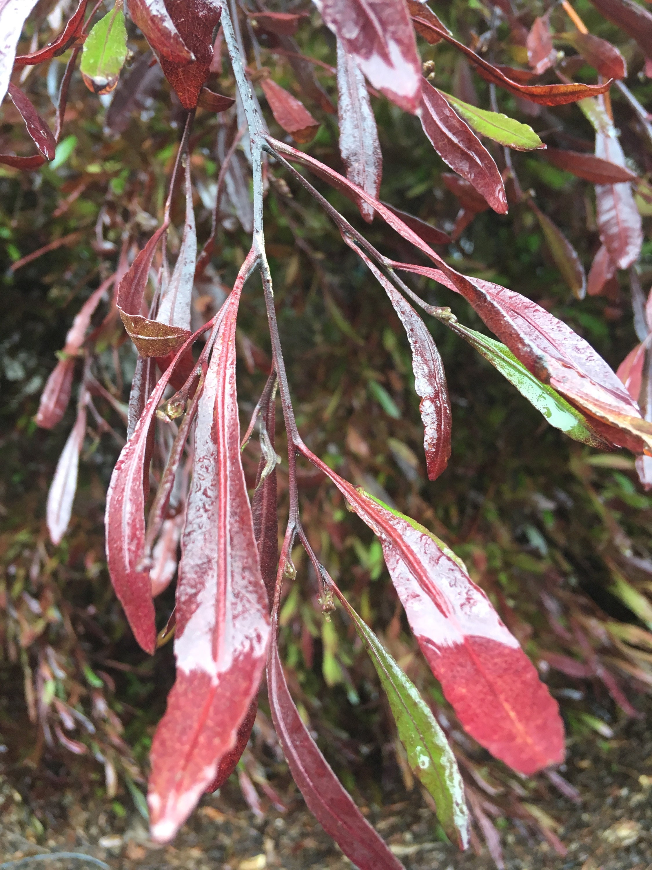 Dodonaea Viscosa purpurea Purple Hopseed Bush Large Shrub | Etsy