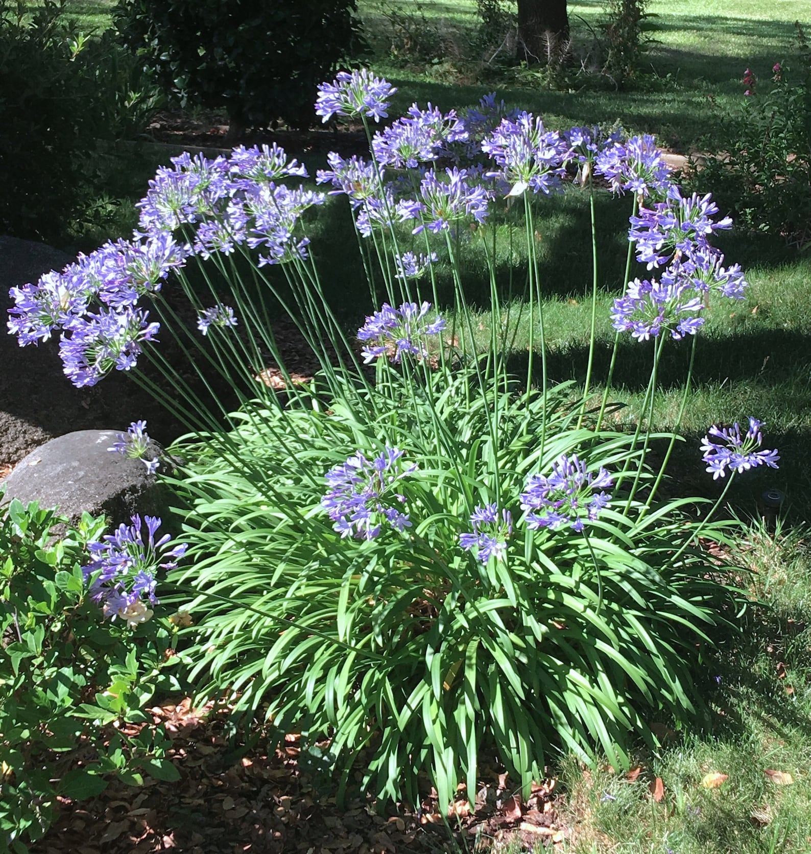 Blue Agapanthus, Lily of the Nile (agapanthus Africanus) African Lily ...