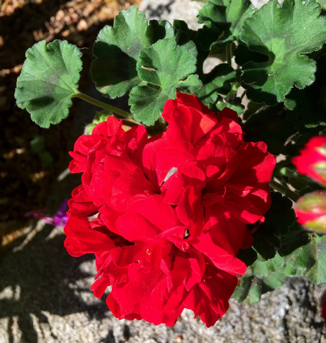 Dark Red Geranium, Zonal Geranium, Red Pelargonium, Summer Flowering ...