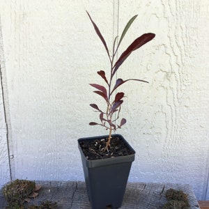 Dodonaea Viscosa purpurea, Purple Hopseed Bush, Large Shrub or Small ...