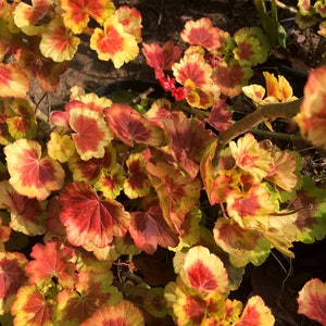 Pelargonium Hortorum Occold Shield, Zonal Geranium, RARE Fancy Leaf ...