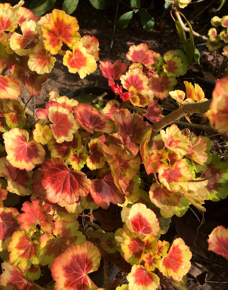 Pelargonium Hortorum Occold Shield, Zonal Geranium, RARE Fancy Leaf ...