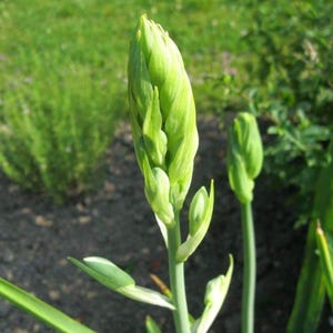 Double Tuberose the Pearl, Rajnigandha, Agave Amica Aka Polianthes ...
