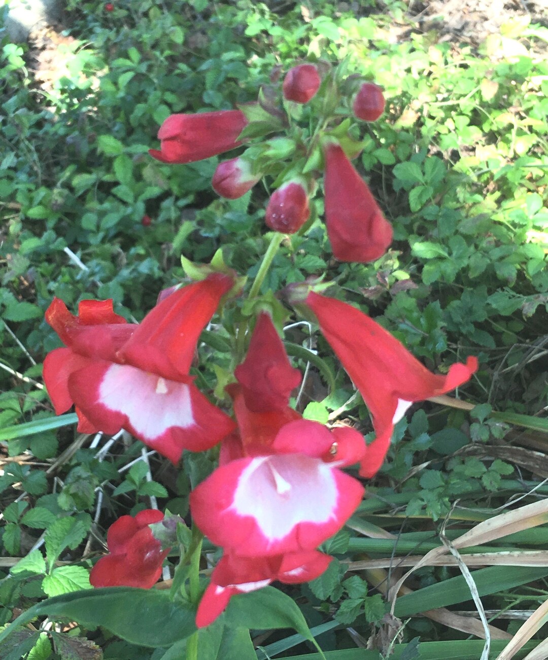 Red Beard Tongue, Penstemon Hartwegii, Pollinator Friendly Native ...
