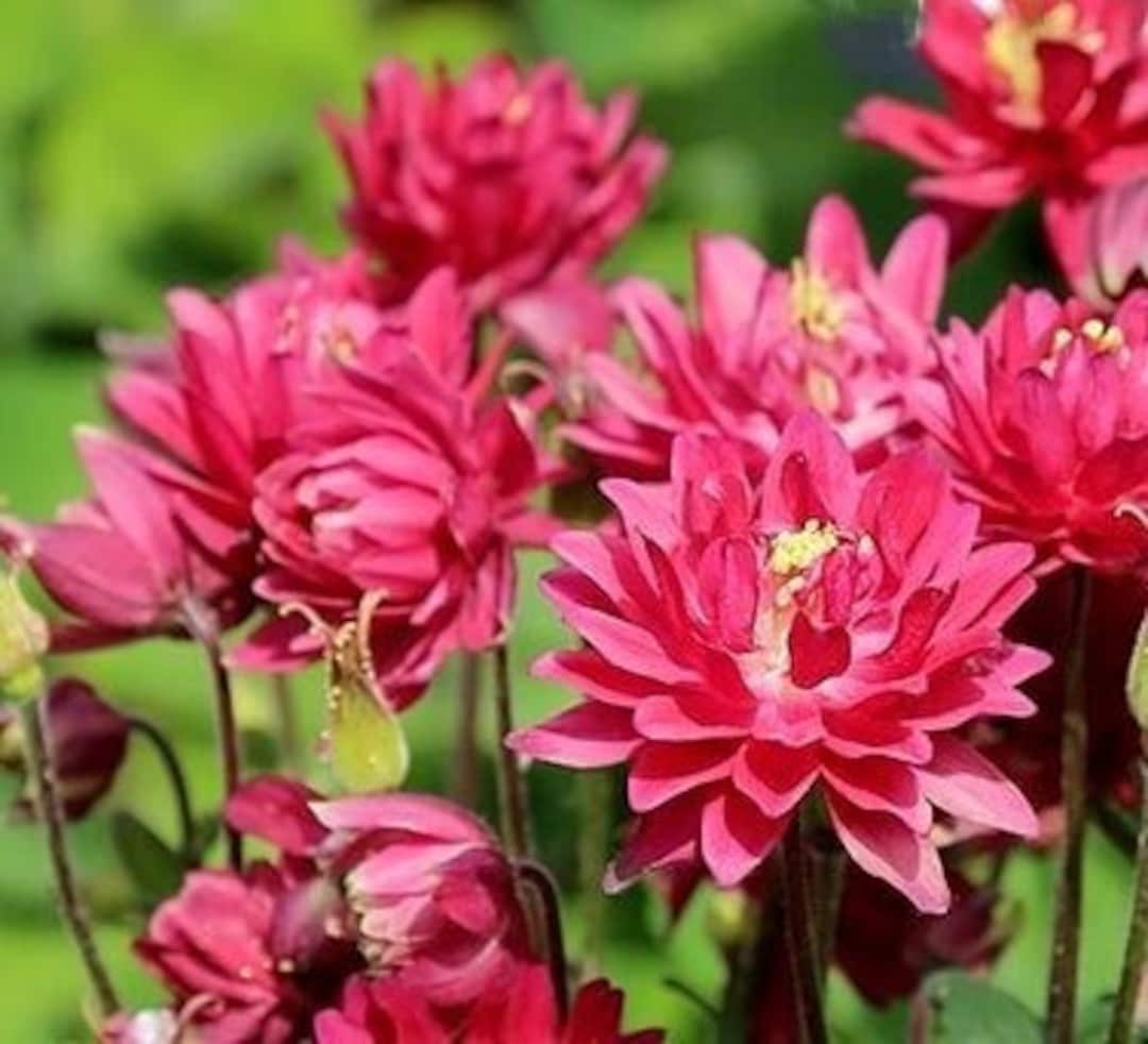 Columbine 'clementine Red', Aquilegia Vulgaris, Plant for Shade and ...