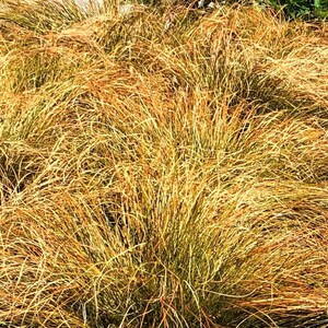 Sedge 'prairie Fire' (carex Testacea) New Zealand Orange Sedge ...