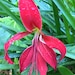 Aztec Lily, Sprekelia Formosissima, Jacobean Lily, Spring Blooming ...
