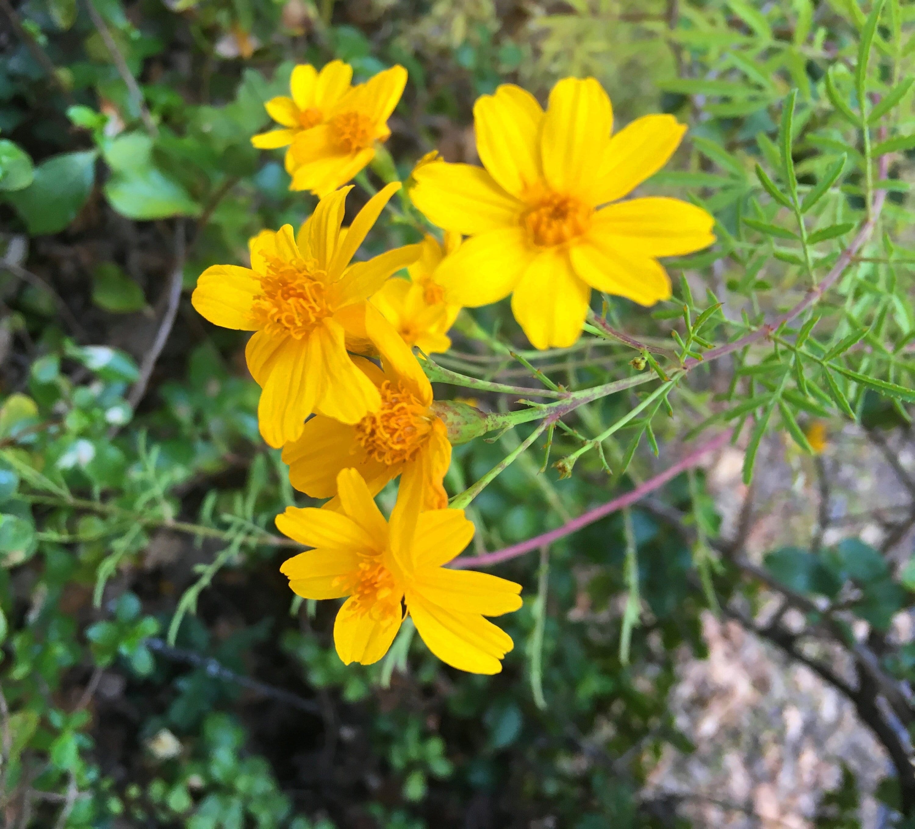 Mexican Bush Marigold, Copper Canyon Daisy, Tagetes Lemonii 'compacta ...
