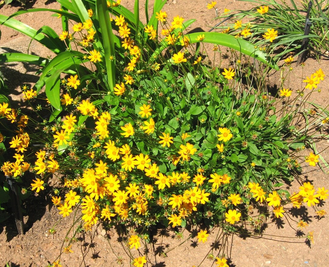 Dwarf Coreopsis Auriculata 'nana', Rare Dwarf Tickseed, Mouse-eared ...