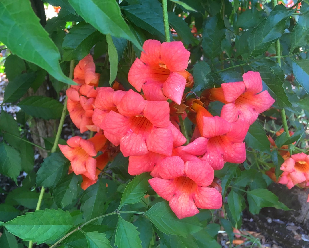 Trumpet Vine (campsis Radicans) Hellvine, Summer Flowering Perennial ...