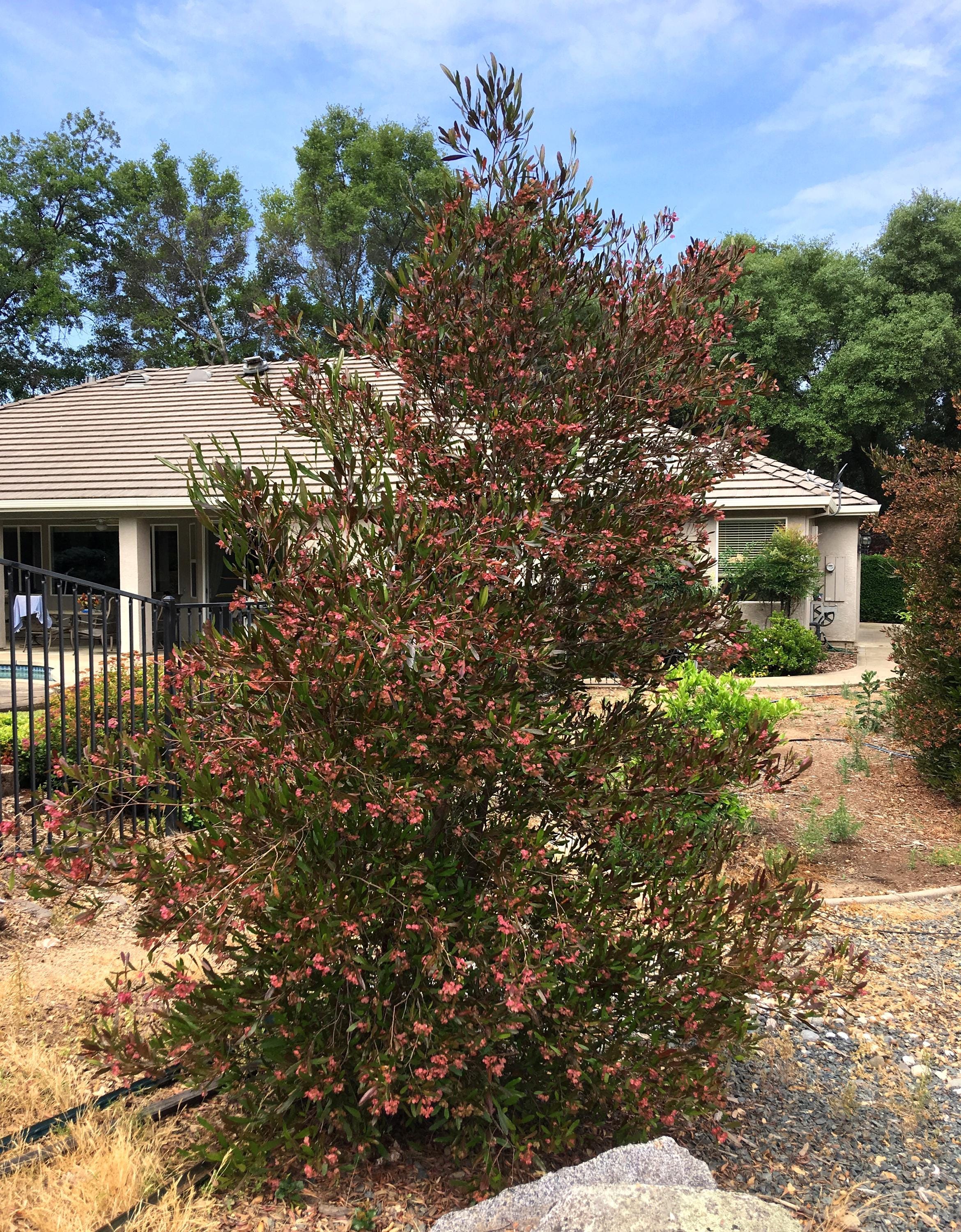 Dodonaea Viscosa ‘purpurea’, Purple Hopseed Bush, Large Shrub or Small ...