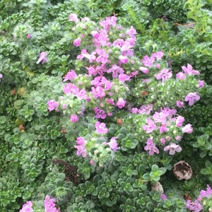 Miniature Creeping Thyme Elfin (thymus Serpyllum) Fragrant Groundcover ...