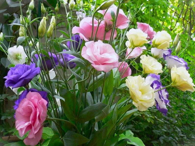 Lisianthus, Eustoma, Hardened and Ready to Plant, Rose-like Cut Flowers ...
