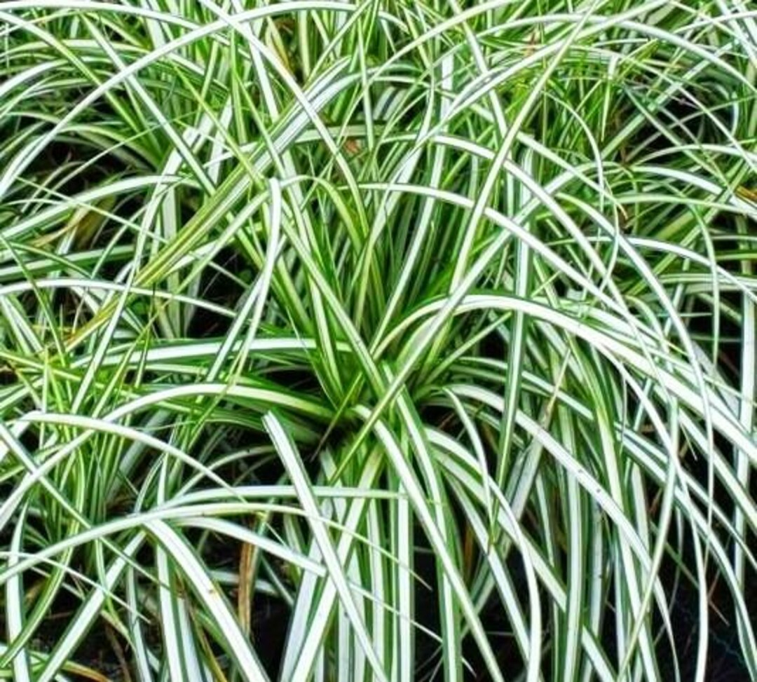 Bird’s Foot Sedge, Carex Ornithopoda 'variegata', Shade Loving ...