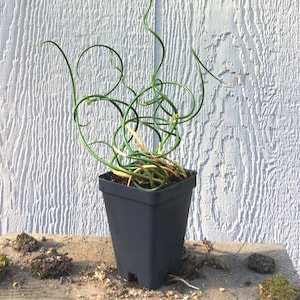 Juncus Effusus 'curly Wurly', Corkscrew Rush, Juncus Spiralis, Potted ...