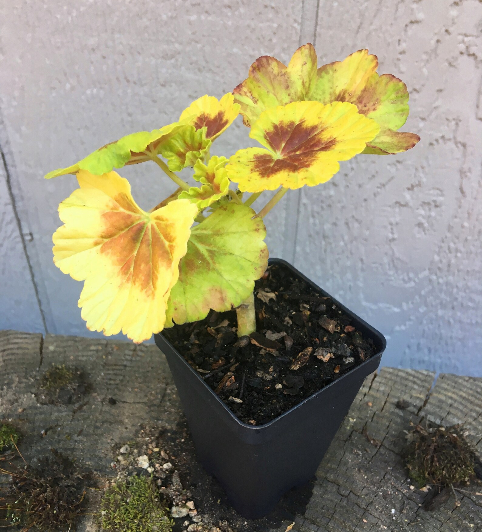 Pelargonium hortorum Occold Shield Zonal Geranium RARE Fancy | Etsy