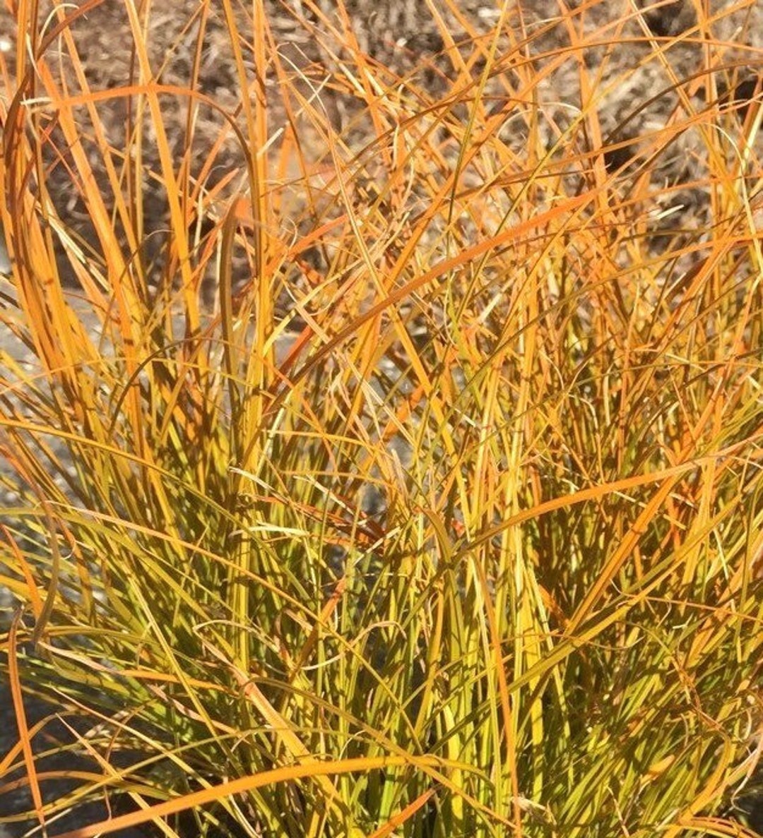 Prairie Fire Sedge, Carex Testacea 'prairie Fire', Orange Sedge ...