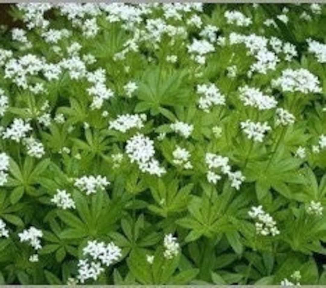 Sweet Woodruff, Galium Odoratum, White Flowering Groundcover for Shade ...