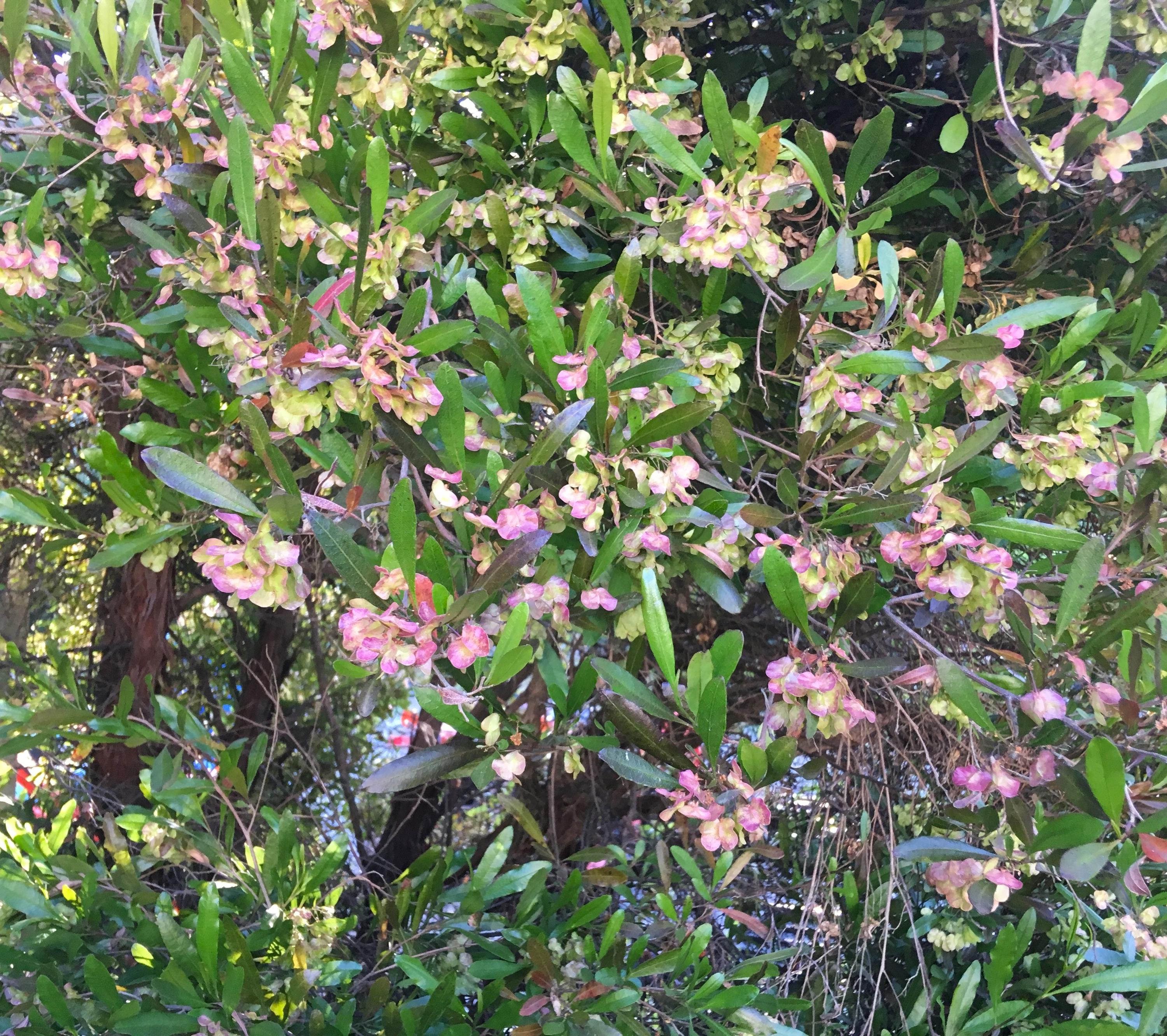 Dodonaea Viscosa ‘purpurea’, Purple Hopseed Bush, Large Shrub or Small ...