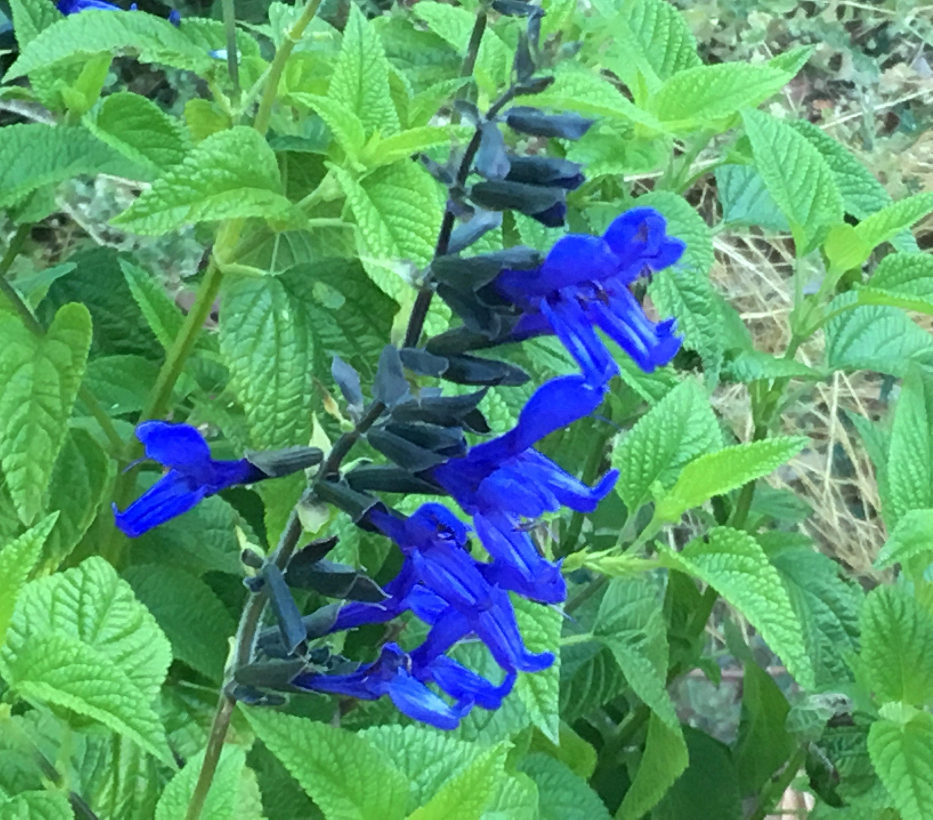 Salvia Guaranitica