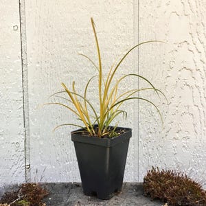 Sedge 'prairie Fire', Carex Testacea, New Zealand Orange Sedge ...