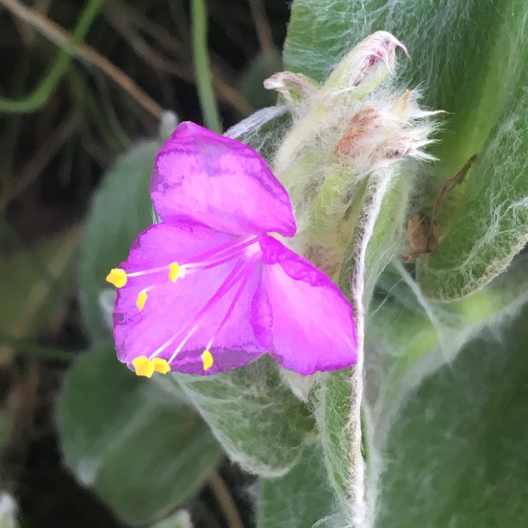 Cobweb Spiderwort, Tradescantia Sillamontana, White Velvet Gossamer ...
