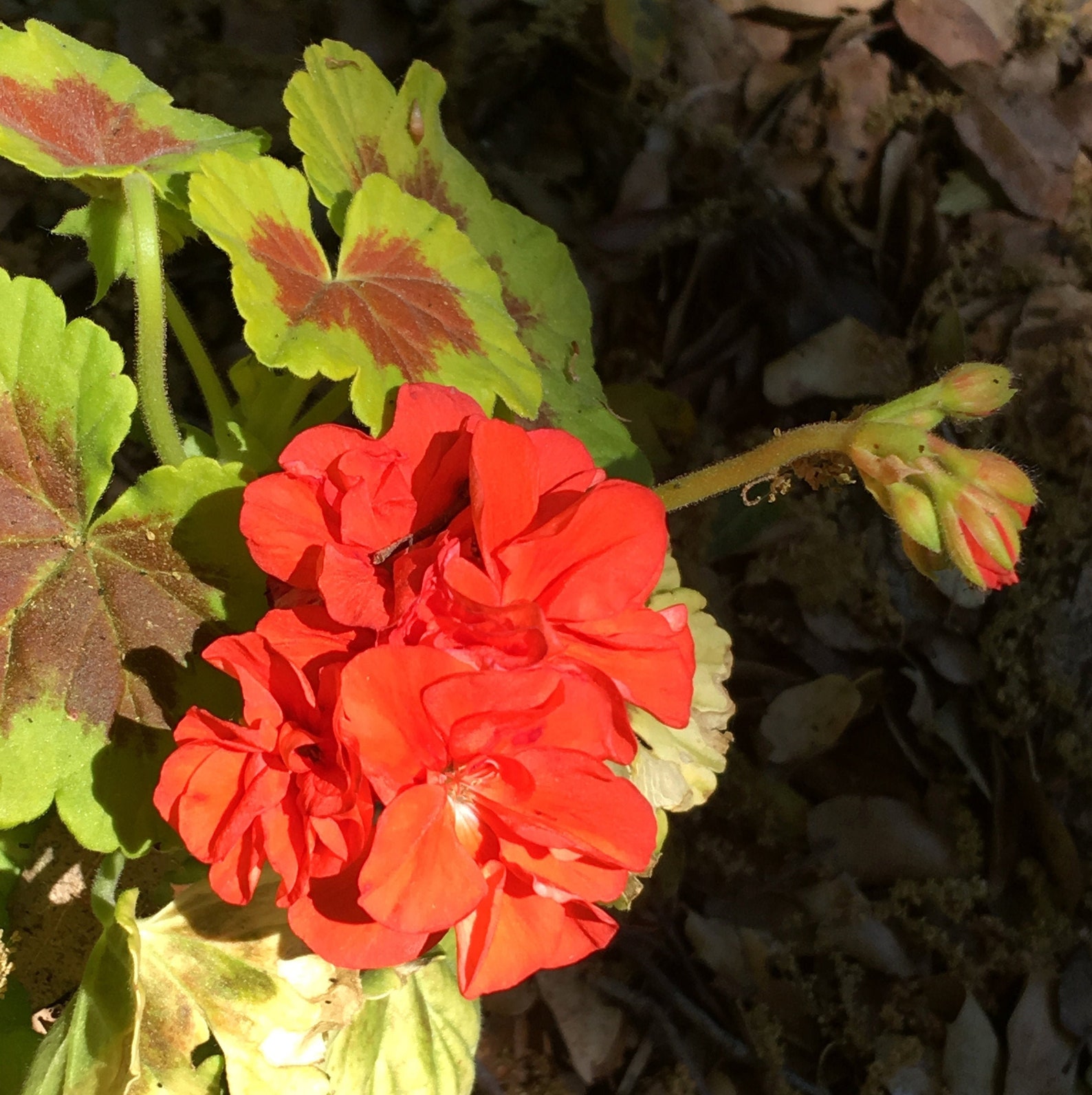 Pelargonium hortorum Occold Shield Zonal Geranium RARE Fancy | Etsy