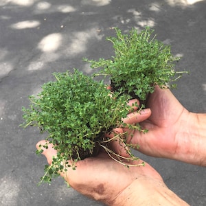 Miniature Creeping Thyme Elfin (thymus Serpyllum) Fragrant Groundcover ...
