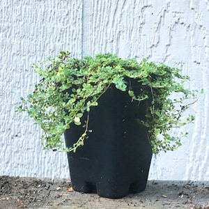 Miniature Creeping Thyme Elfin (thymus Serpyllum) Fragrant Groundcover ...
